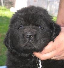Tempest Newfoundlands: Grover's Page